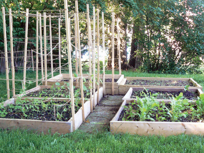 Grow Your Own: Food Self-Sufficiency to Get Started – Mother Earth News